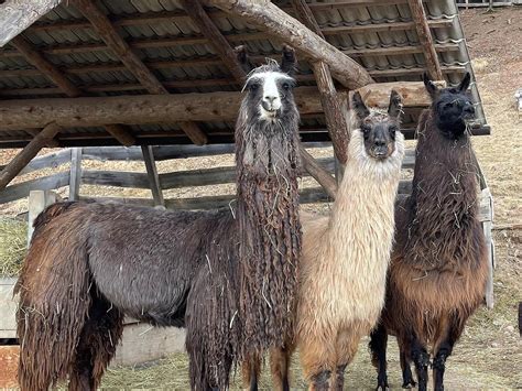 Kaserhof Erleben Individuelle Lama Und Alpaka Trekkingtouren Mit Juri