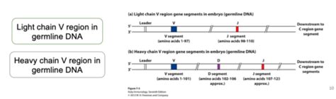 Lecture Generation Of BCR And TCR Diversity Flashcards Quizlet