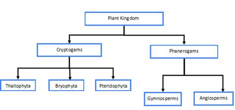 What Is Plant Kingdom Definition Classification Types Of Phylum