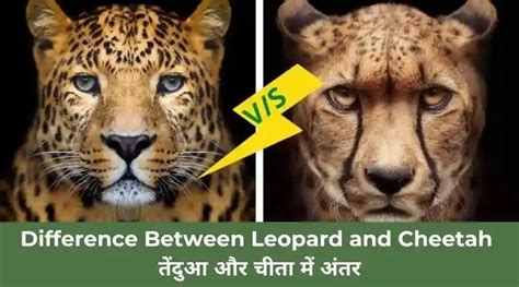 10 Difference Between Leopard And Cheetah तेंदुए और चीतें के बीच अंतर Leopard Vs Cheetah