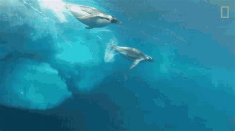 Penguin Diving 