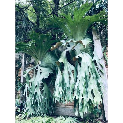 Jual Platycerium Shopee Indonesia