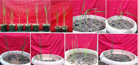 Surviving Doubled Haploid Plants After Hardening Download Scientific