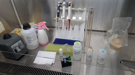 Swine Flu H1n1 Flu Introduction Morphology Pathogenicity Lab