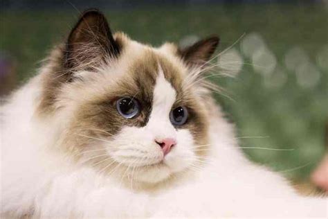 Gato Ragdoll ¿origen Carácter Y Curiosidades Feelcats