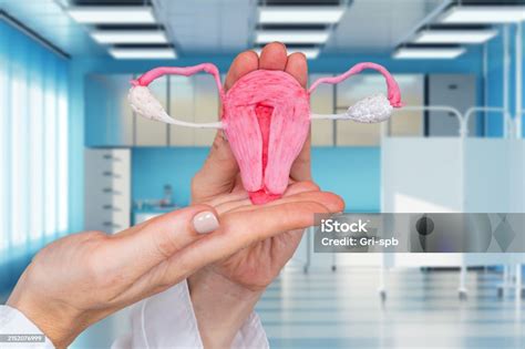 자궁과 난소 손 의사 부인과 의사 여성의 건강 컨셉입니다 생식 기관 자궁과 난소를 모델링합니다 산부인과에서 은유 검사 난소가 있는 자궁을 연구하기 위한 시각 자료 건강