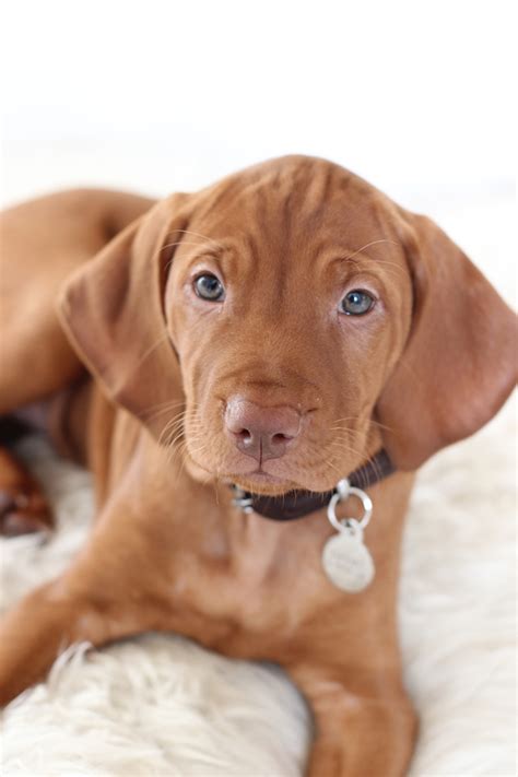 Vizsla Puppies
