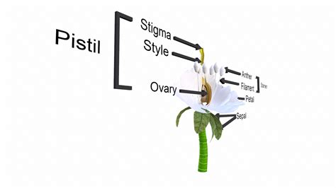 3d Androecium Turbosquid 2355183