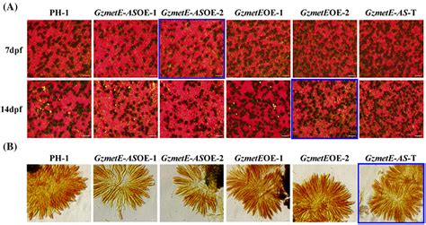 A Novel Antisense Long Non‐coding Rna Participates In Asexual And