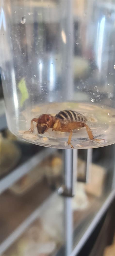 Giant Ant Looking Bug Found While Walking Rwhatsthisbug