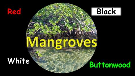 Mangroves Lesson Fieldtrip And Quiz Youtube
