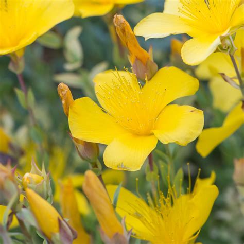 Szkółka Bylin Dobrepole Hypericum Polyphyllum Grandiflorum