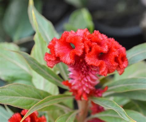 How To Grow Cockscomb Advice To Grow This Flowering Annual Homes And