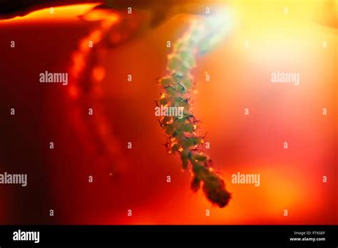 Spring Catkins From Tree In Warm Orange Light Stock Photo Alamy