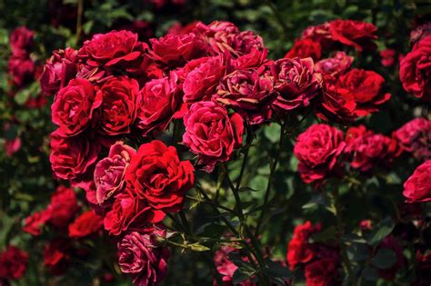 ফুলের ছবি সুন্দর ফুলের ছবি ডাউনলোড করুন। ফুলের পিক