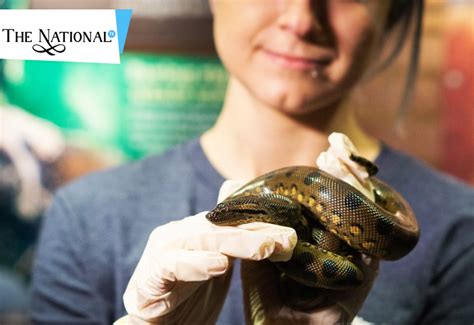 Anaconda Birth