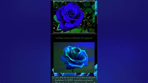Blue Rose Website Clone Codding Python Correctcoding Programming