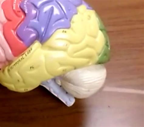 Brain Flashcards Quizlet