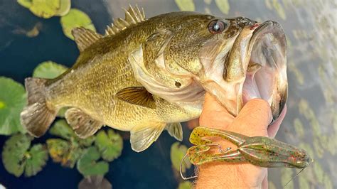 What Color Frogs Do Bass Like