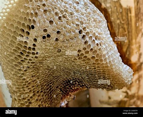 Honeycomb A Mass Of Hexagonal Prismatic Cells Built From Beeswax By