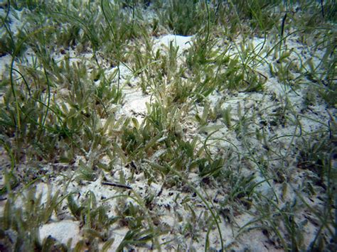 Invasive Seagrass Can You Find The Invasive Species In Th Flickr