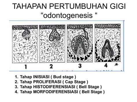 3pertumbuhan Gigi2 Ppt