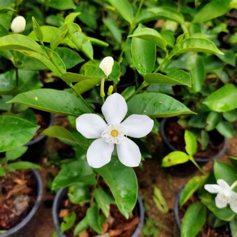 🌱💥🌱💥pokok Bunga Jasmin Thailand🌱💥🌱💥 Shopee Malaysia