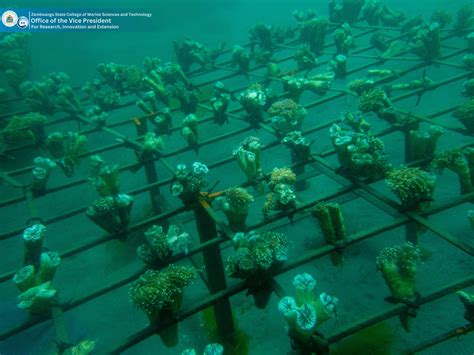 Zscmst Office Of The Vice President For Research Innovation And Extension Zscmst Office Of Zscmst Office Of The Vice President For Research Innovation And Extension Zscmst Office Of