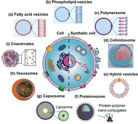 Schematic Illustration Of Compartmentalized Synthetic Cells Mimicking