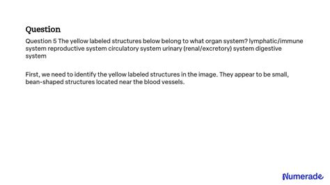 solved the yellow labeled structures below belong to what organ system lymphatic immune system