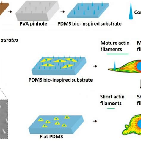 Schematic Diagram Of Cell Attachment On Canonical Pillar Based Pdms