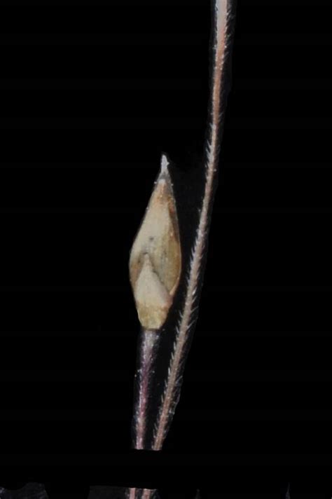 Panicum Capillare Burke Herbarium Image Collection