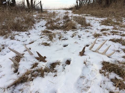 Why This Springs Sheds Wont Lead To Next Grand View Outdoors