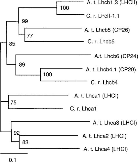 Phylogenetic Tree With Bootstrap Values Of 1 000 Replicates Showing