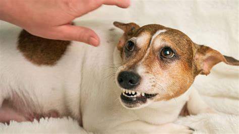 ¿qué Hacer Y Cómo Tratar A Los Perros Agresivos Regiónnet