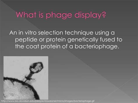 Ppt Phage Display Powerpoint Presentation Free Download Id6661986