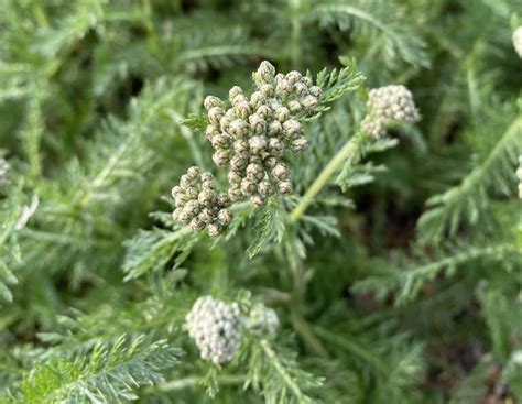 Yarrow A Plant Profile And Seed Historian Report By Katya Wesely