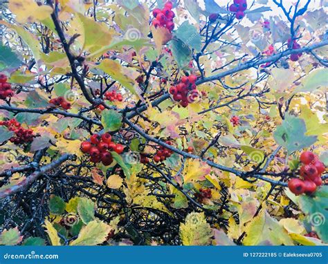 Hawthorn In Autumn Stock Image Image Of Colors Subtle 127222185