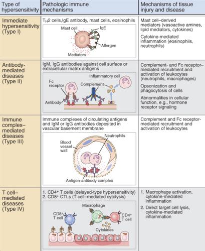 Types I Iii Hypersensitivity Flashcards Quizlet