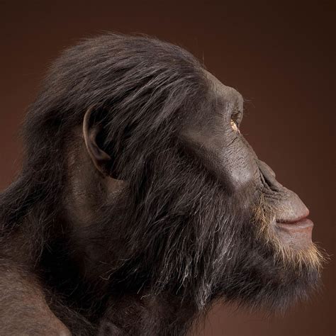 Australopithecus Afarensis Lebensraum Mzobly