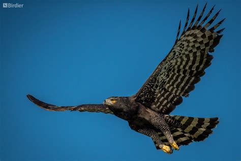 Pin By Mille Lauest On Drawing Ideas Hawk Eagle Black Hawk Bird Hawk