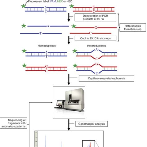 Genemapper Screenshots Of Several Heteroduplex Analysis By Capillary