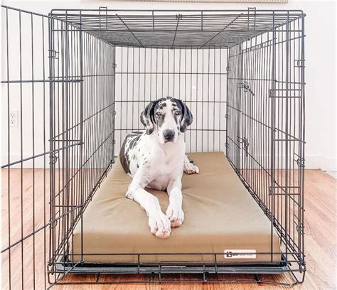 Does Putting A Blanket Over A Dog Crate Help