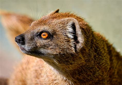 Mongoose Eyes