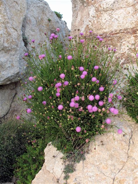 Iucn Top 50 Cheirolophus Crassifolius