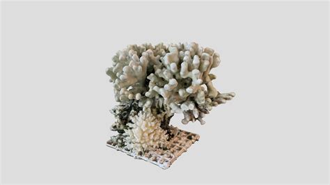 Coral Skeleton Group Buy Royalty Free 3d Model By Settide Smiller
