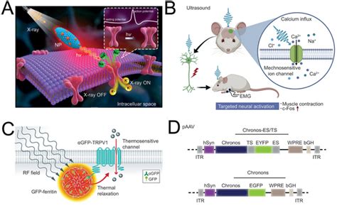 Genetics‐based Neuromodulation A X‐ray Activates Chrs With The Download Scientific Diagram