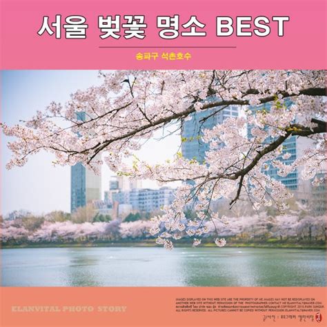 서울 벚꽃 명소 송파구 석촌호수 벚꽃 사진 촬영팁 네이버 블로그