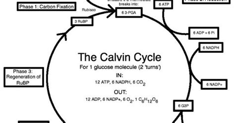 What Is The Calvin Cycle C3 Cycle In Class 11