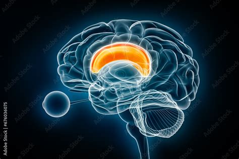 Corpus Callosum X Ray View 3d Rendering Illustration Human Brain And